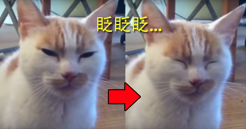 當貓咪一直對著你慢速眨眼的話，他到底想要對你說什麼？ | TEEPR 亮新聞