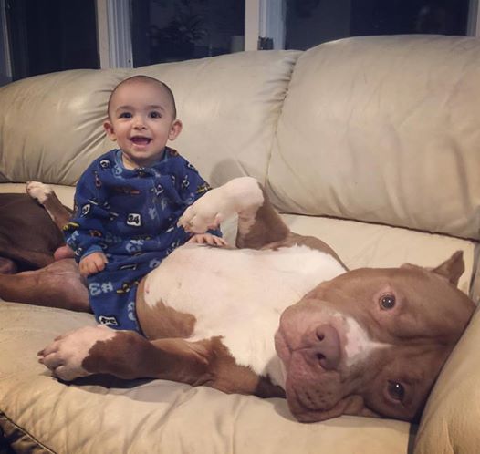 90KG「世界上最大比特犬」當爸後更溫柔 寶寶太有潛力「一隻要價1500萬」 | TEEPR 亮新聞