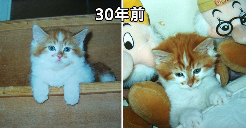 她在1988年領養了一隻幼貓 「30年後慶生照」超感動！ | TEEPR 亮新聞