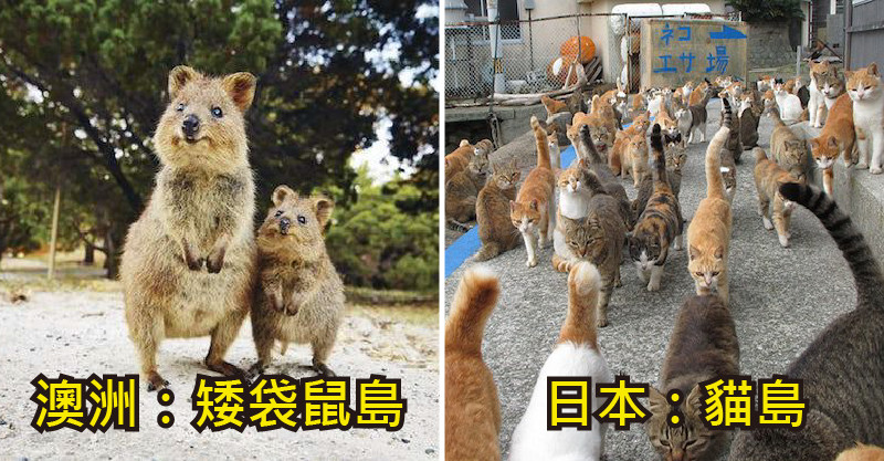 18個「被動物佔領」的夢幻島嶼 島上有「4000萬隻螃蟹」根本buffet！ | TEEPR 亮新聞