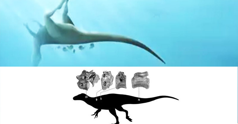 科學家發現距今1.15億年「新恐龍品種」：暴龍的「表親」！ | TEEPR 亮新聞