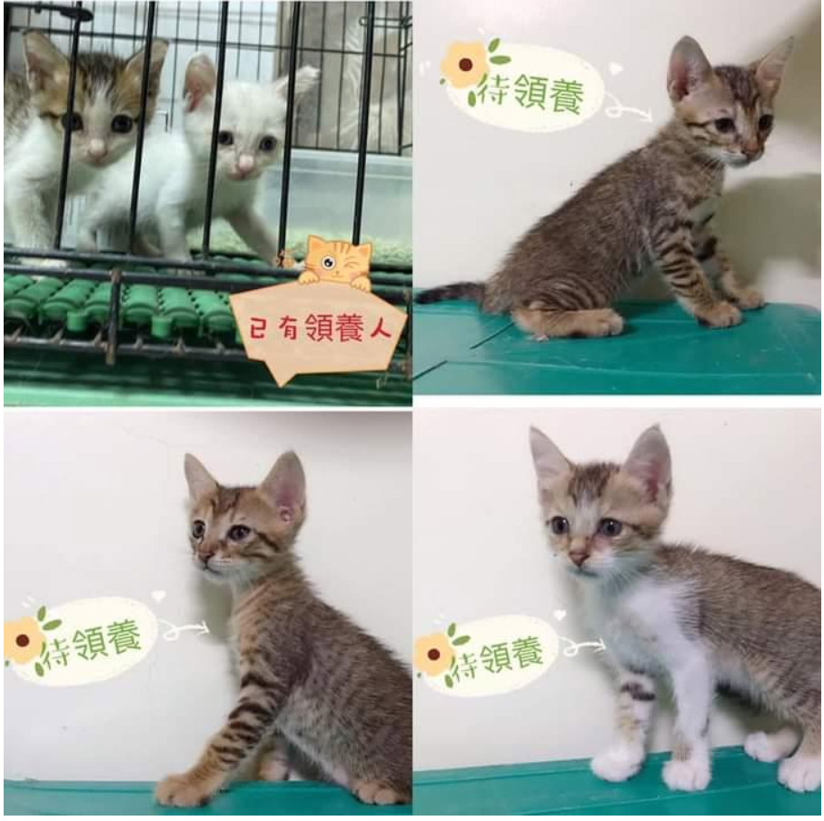 她嘆「領養貓也看臉」虎斑沒人要 釣出一堆苦主：白貓超78！ | TEEPR 亮新聞