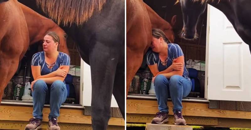 飼養員被罵哭「駿馬自動靠近擁她入懷」：肩膀借妳 心靈相通情景感動1300萬人 | TEEPR 亮新聞