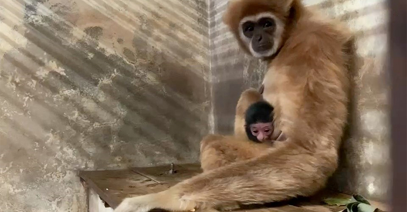 母猿「獨居5年」突產子 動物園嚇傻！追查2年DNA鑑定曝生父真相 | TEEPR 亮新聞