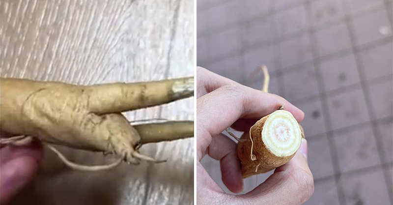 挖到人參？女大生爽「一口咬下」昏迷17個小時 專家一看驚：會死人 | TEEPR 亮新聞