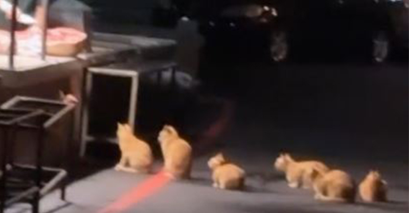 嘉義凌晨直擊「貓貓等宵夜」！網見排隊1亮點嗨：陷入僵橘 | TEEPR 亮新聞