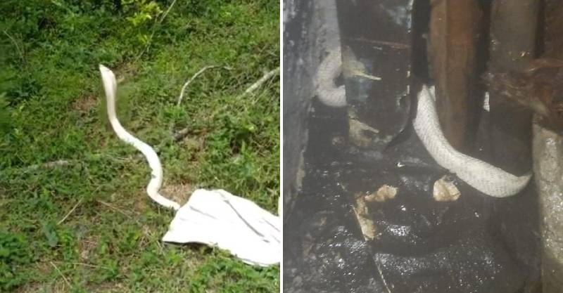 影／大雨過後家裡跑出「153公分生物」 保育組織急介入：後果很嚴重 | TEEPR 亮新聞