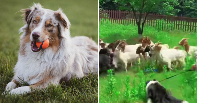 主人怕牧羊犬無聊…大手筆「買下51隻羊」讓牠放牧！超嗨影片曝 | TEEPR 亮新聞