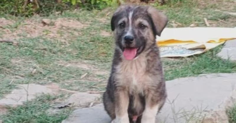 山區發生土石流！英雄狗狗狂吠救人「拯救全村67人」 | TEEPR 亮新聞